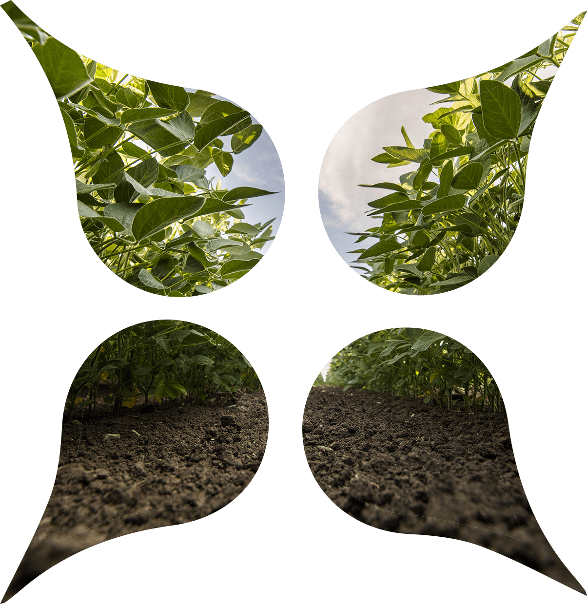 Plant Trait Technology | Science & Solutions - ZeaKal