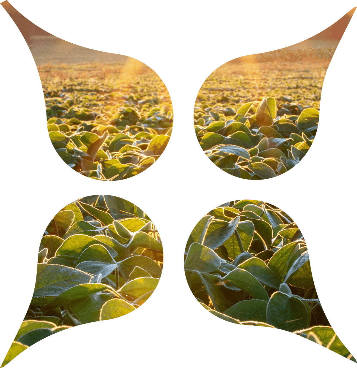 Plant Trait Technology | Science & Solutions - ZeaKal