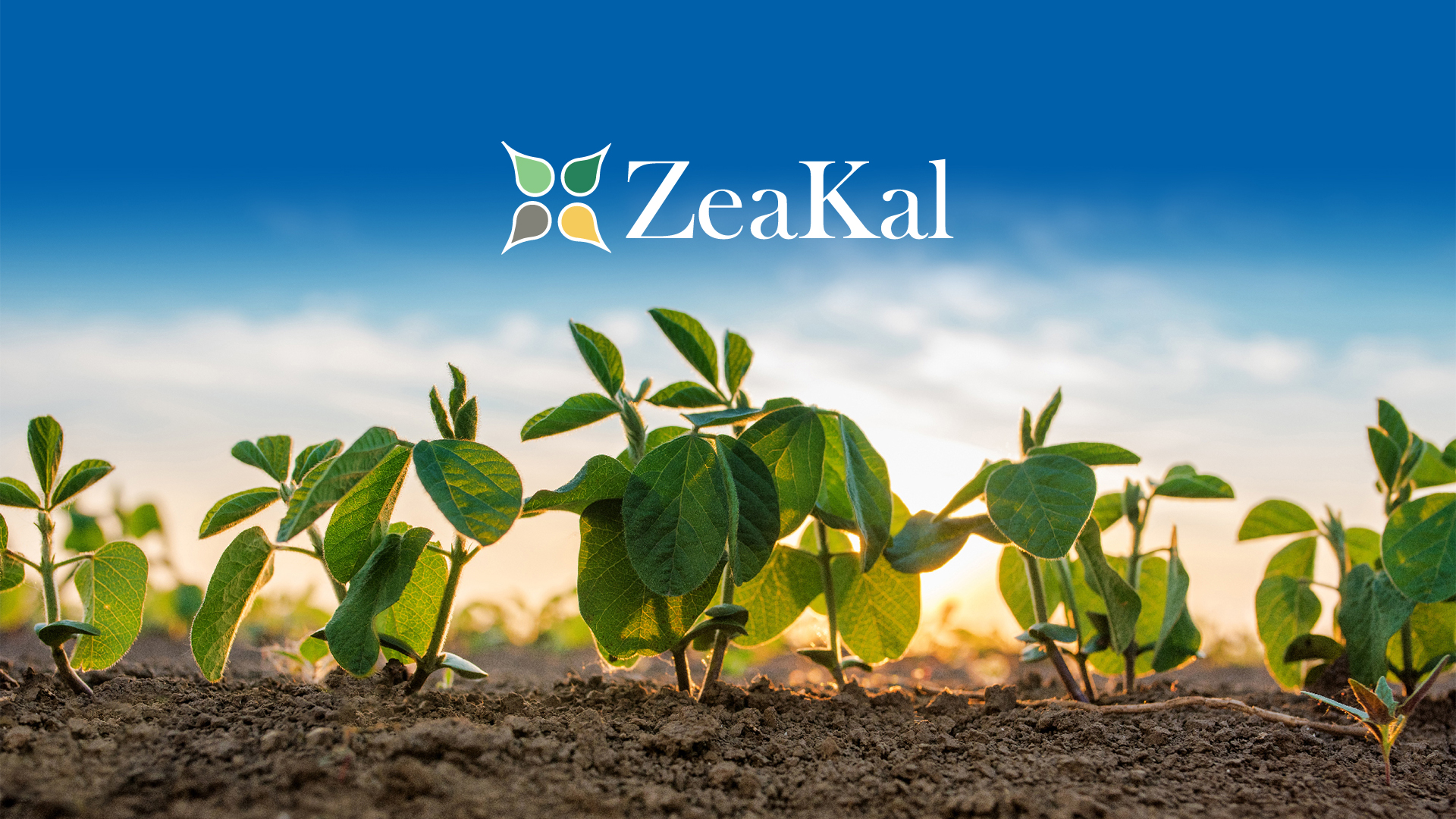 Plant Trait Technology | Home - ZeaKal